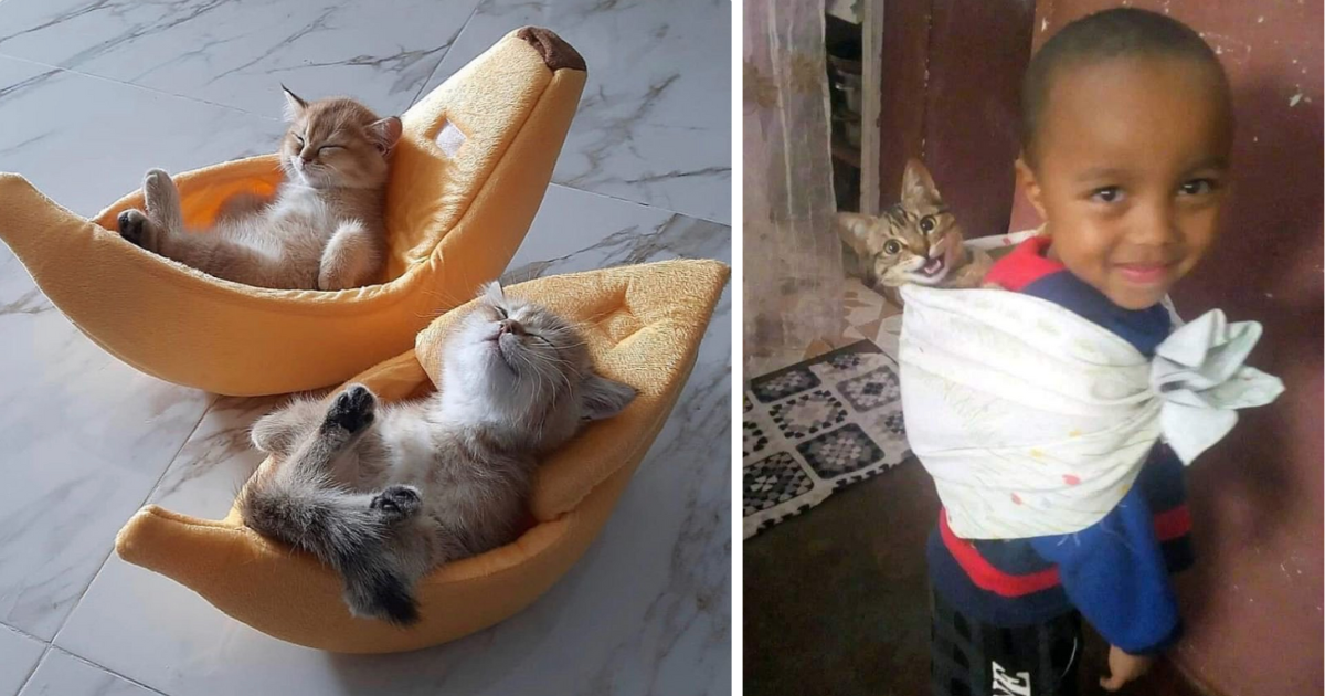 No Talk, Just Meow Meow: 35 Mood-Boosting Cat Pics For A More Pawsitive ...