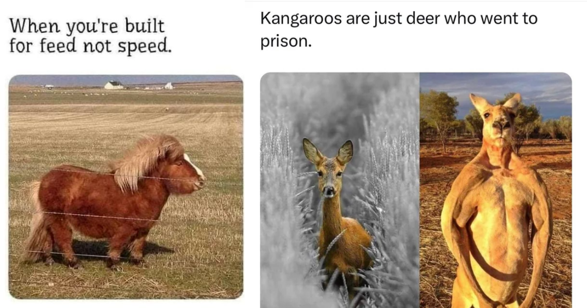 Critter Comedy: 21 Hysterical Animal Memes That Speak To Our Souls ...