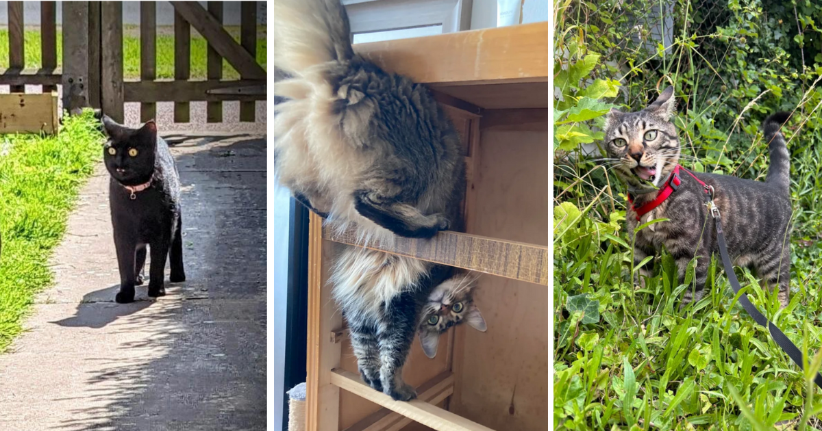 Derpaholics Anonymous: 21 Comical Cats Embracing Their Inner Derp By ...