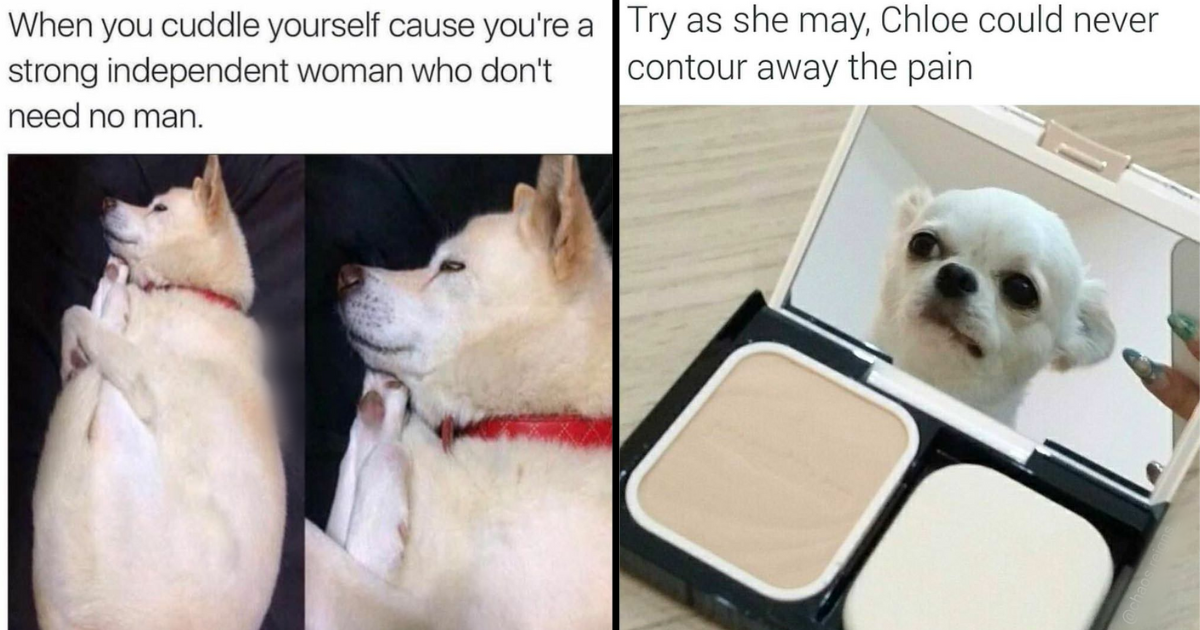 The Top 30 Animal Memes For The Lone Wolf Ladies Who Are On The Prowl ...