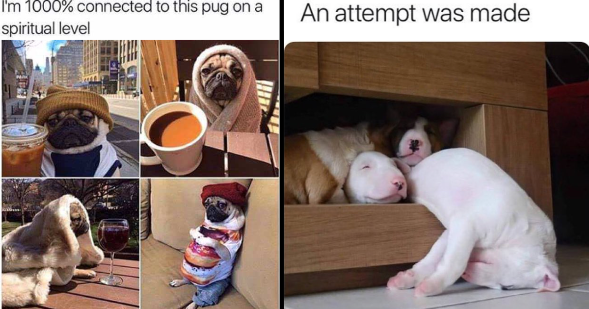 35+ Wholesome Animal Pics And Memes To Start The Weekend With A ...