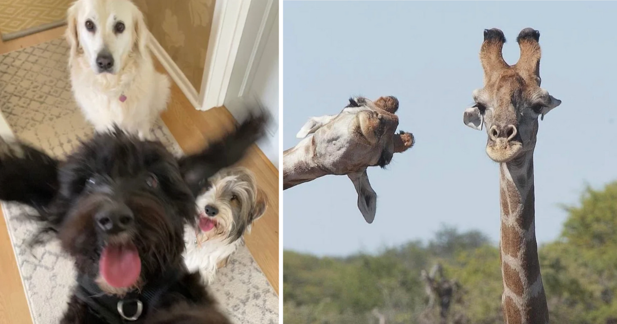 When Animals Steal The Spotlight: 20 Hilarious Photobombs Of Animals ...