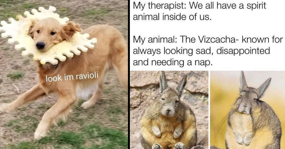 35+ Funniest Animal Memes To Help You Giggle Your Way Into A New Work ...