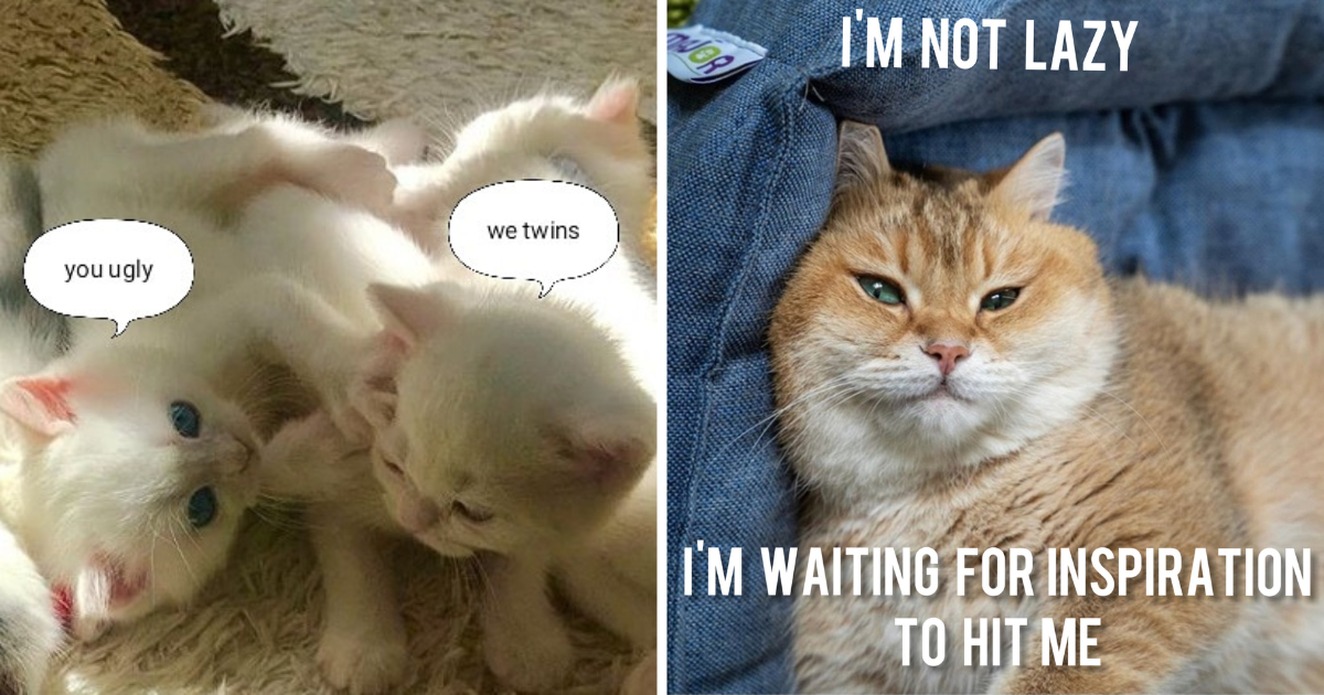 32 Funniest Animal Memes To Plow Through Caturday With A Wheelbarrow ...