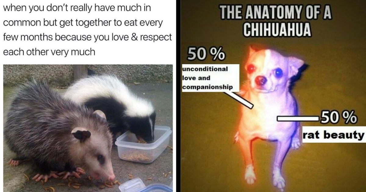 Therapeutic Shmorgasburg of 20+ Wholesome Animal Memes to Gobble Up This Weekend - Animal Comedy ...