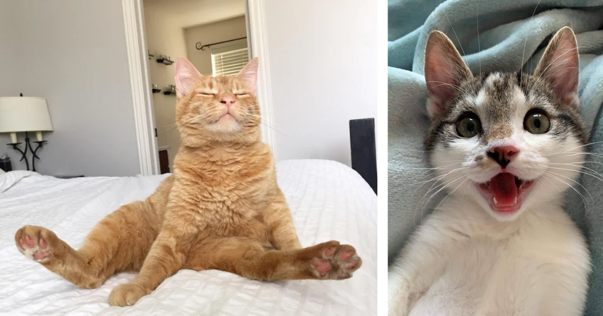 Feeling Divine: 21 Cats Caught Mid-Smile For Your Daily Dose Of Cheer ...