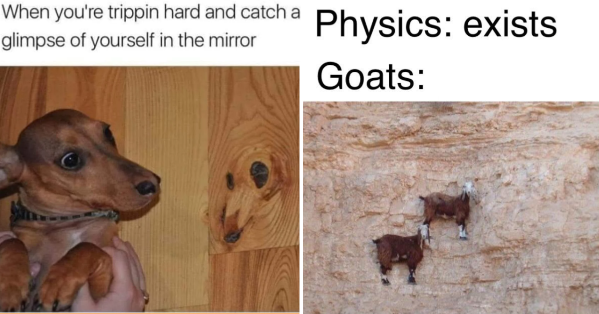 Magical Meme Medley, Animal Edition: 16 Magnificent Memes Of ...
