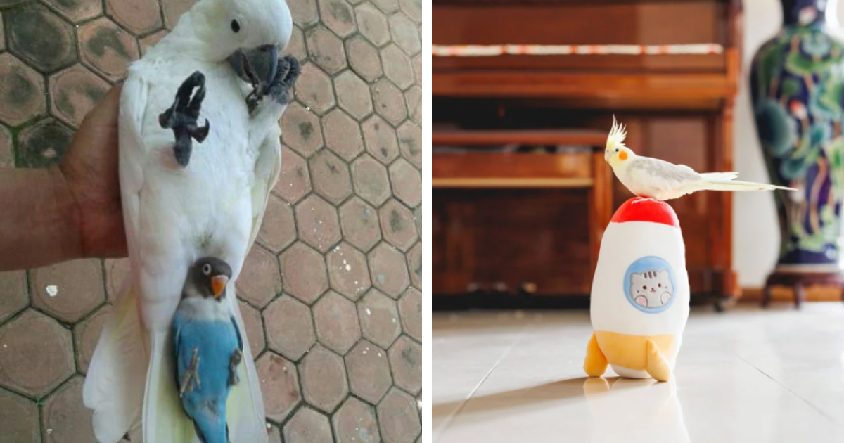 Birb Is The Word: 17 Birbtastic Memes And Pics Of Fantastic Feathery ...