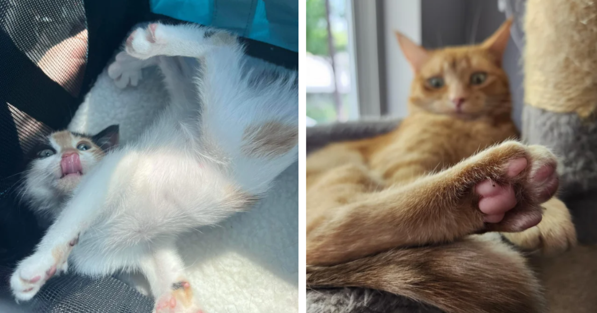 (Toe)Beanie Baby Bonanaza: 18 Pawdorable Pics Of Purrfect Kitties And ...