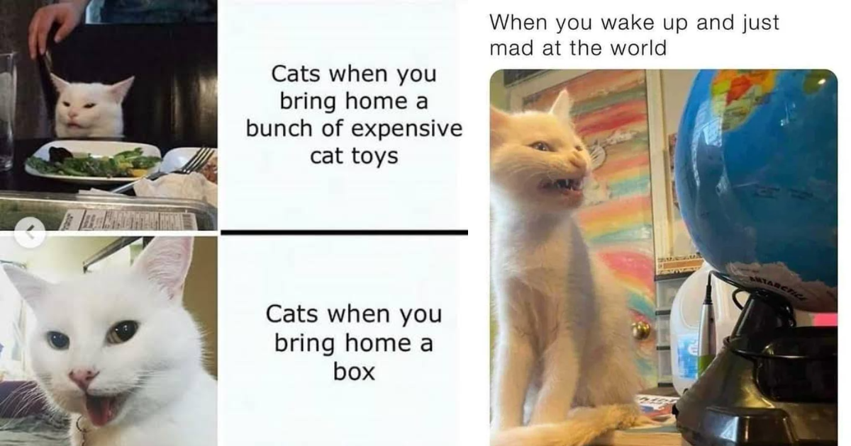Furballs Of Fun: 21 Purrfectly Hilarious Cat Memes To Claw Into Your ...
