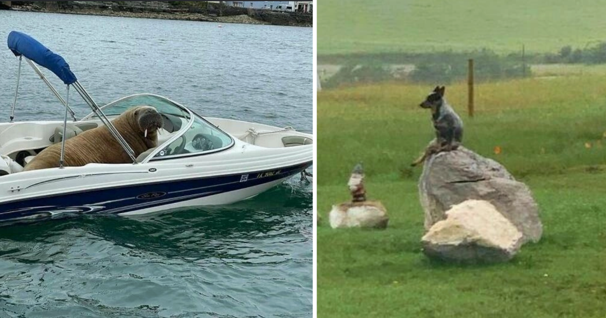 29 Hilariously Majestic Moments Of Animals Caught Derp-ing Like No One ...