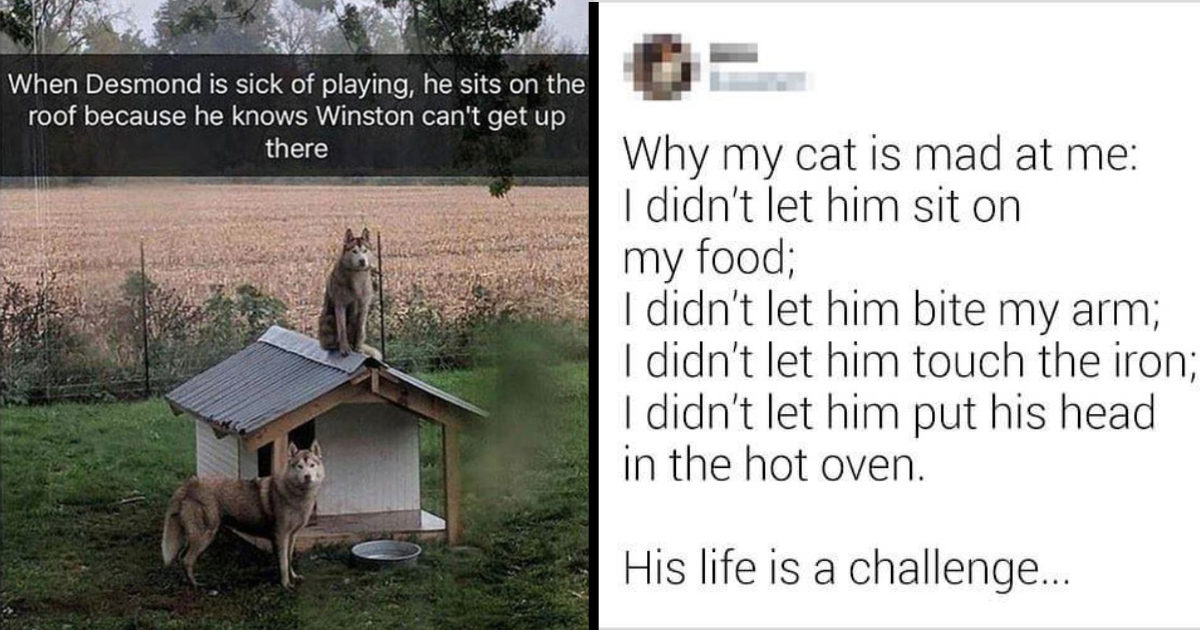 47 Silly Shenanigans From Our Animal Friends That Resulted In Giggles ...