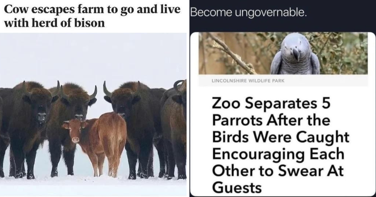 Breaking Mews - 15 Hilarious Animals Taking Over The News Headlines And ...