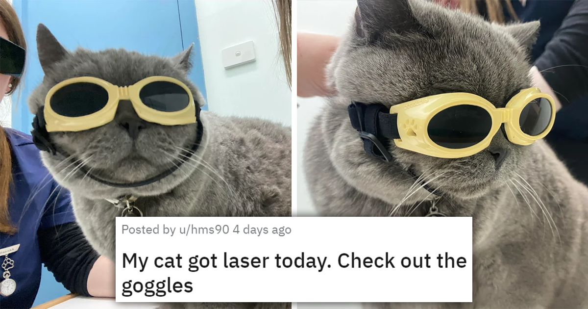 Cat Gets Lasered And Looks Heckin' Cool In His Goggles, The Internet ...