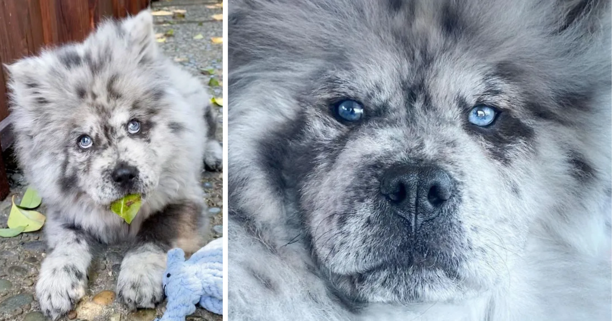 Chief, The Adorable 'Oreo Cloud' Puppy, Is Growing Up To Be The 80lb ...