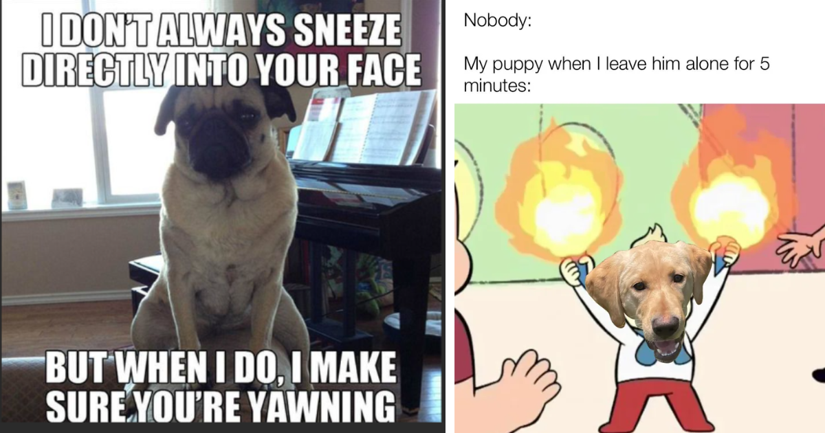 Barking Up The Meme Tree: 21 Dog Memes To Wag Your Tail At - Animal Comedy - Animal Comedy ...