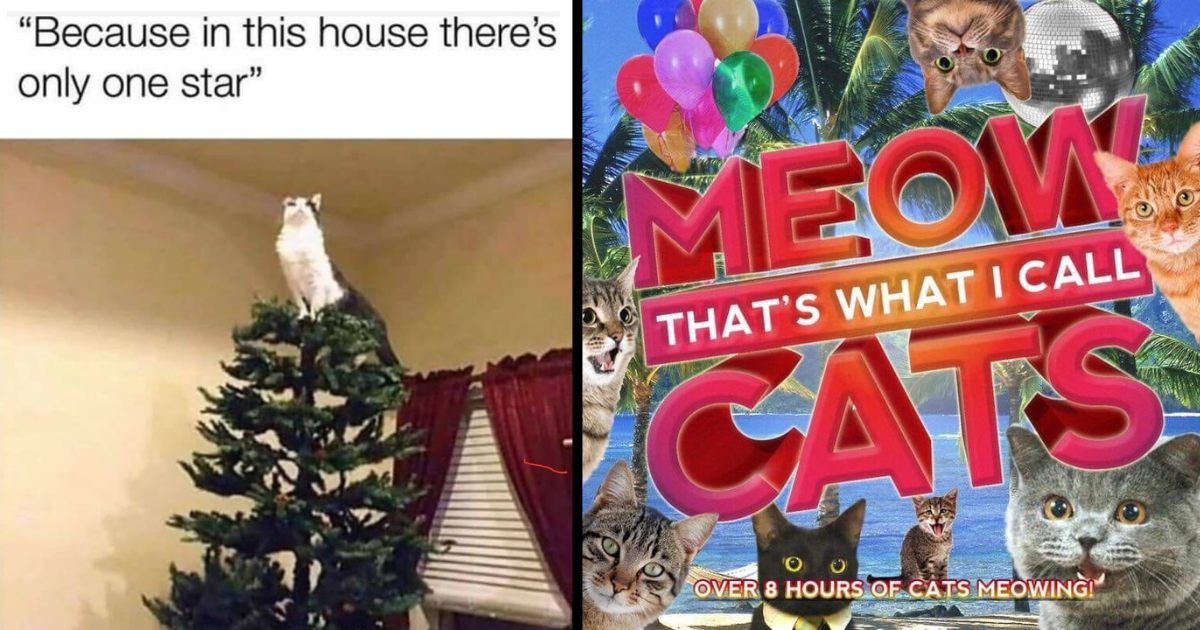 30+ Funniest Cat Memes Full Of Fireworks, Freedom, And Festivity To ...