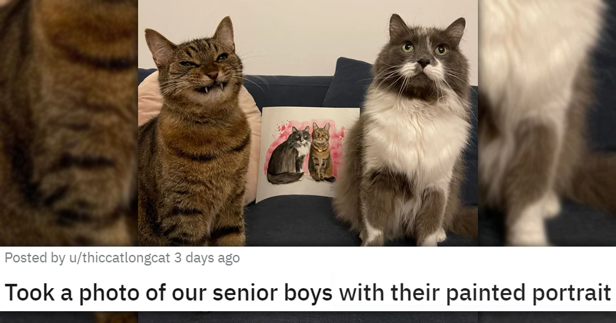 Cat Medley: The Cutest, Funniest And Most Catalicious Posts Of The Week ...