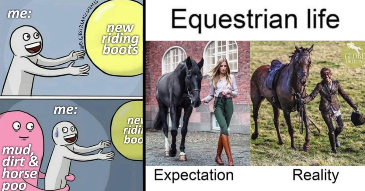 35+ Hilarious Horse Memes For All The Equestrian Enthusiasts That Wear Breeches Instead Of Jeans ...