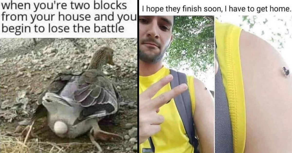 31 Absurd Animal Memes That 100% Pass The Vibe Check This Week (July 5 ...