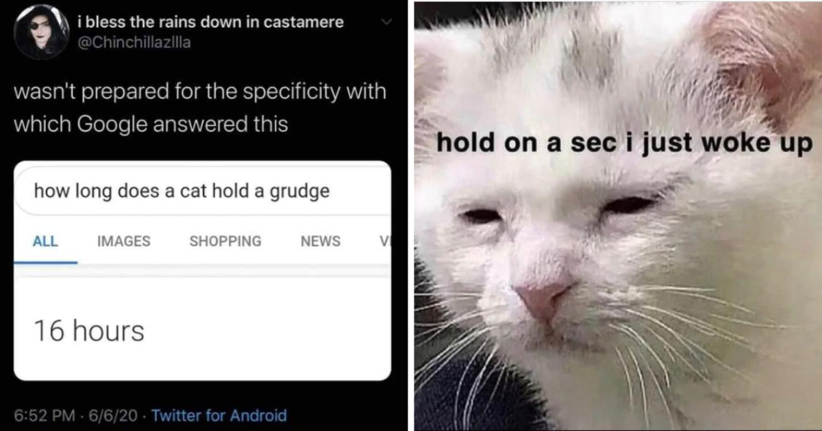 18 Funny Feline Meme Treats For Cat Lovers That Survived The Monday ...