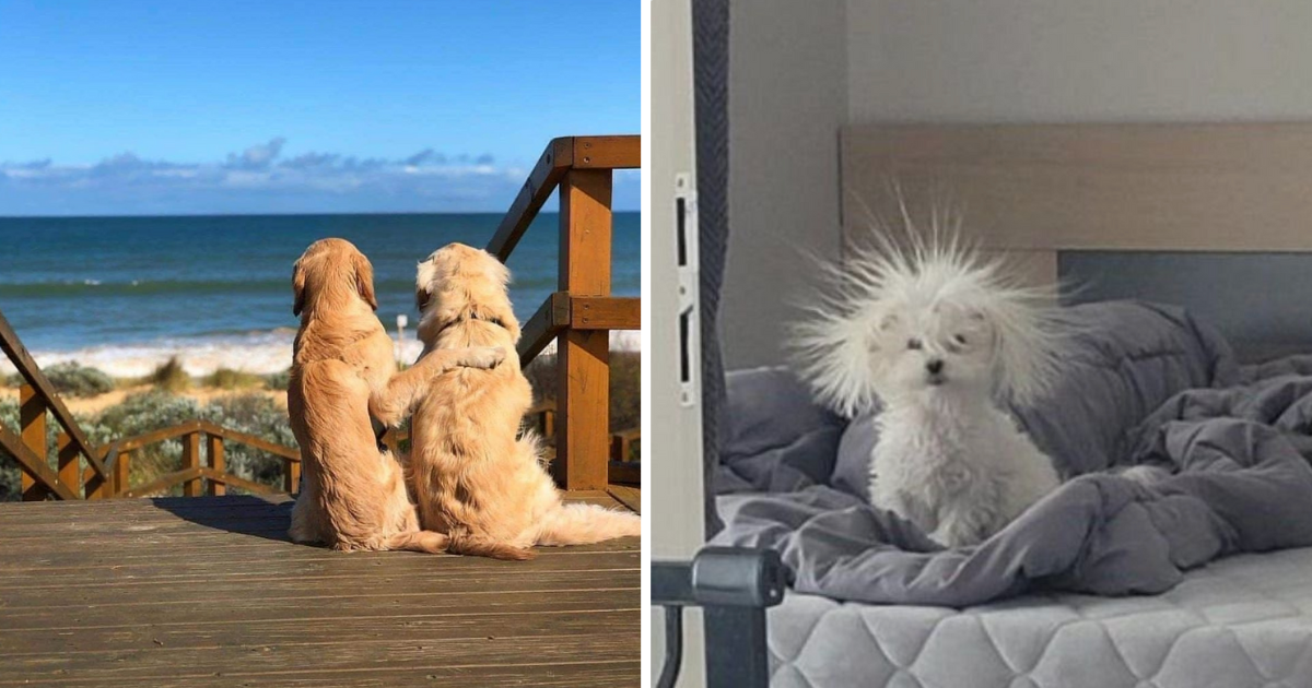 Sit, Stay, Scroll: Enjoy These 40+ Funny, Random, And Wholesome Doggo ...