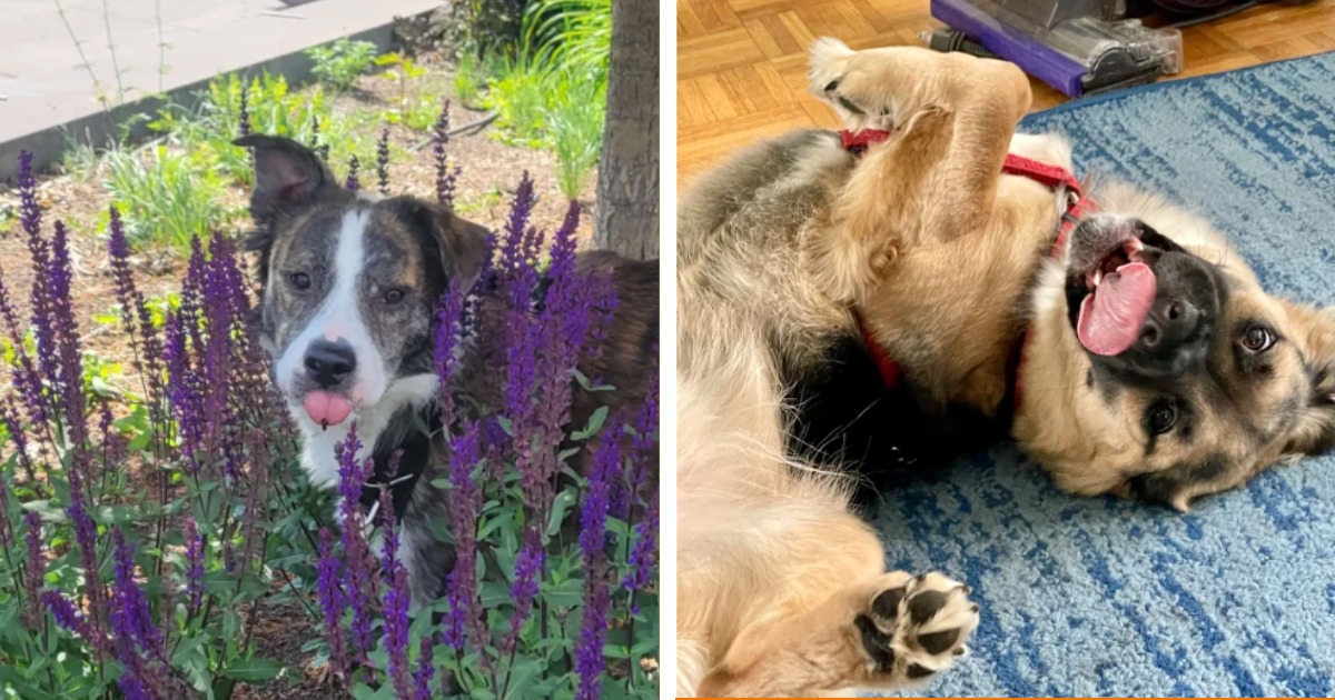 Dapper And Derpy Doggo Parade: 18 Pawdorable Pics Of Silly And Cute ...