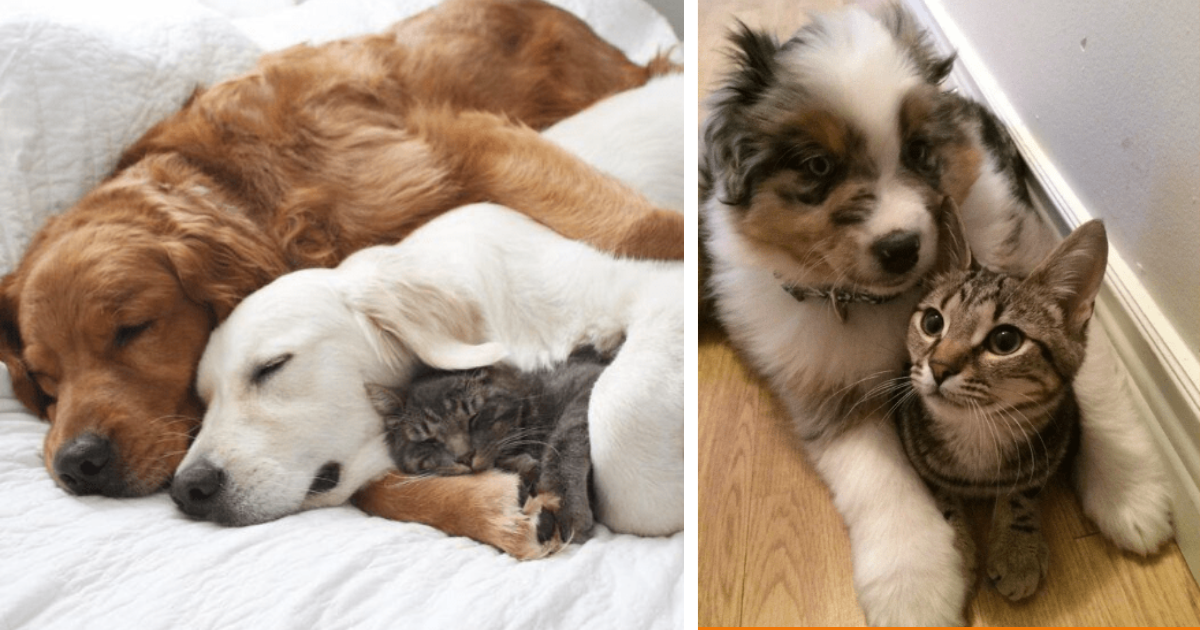 Ameowzingly Barktastic Friends: 18 Pawdorable Pics Of Cute Kitties And ...