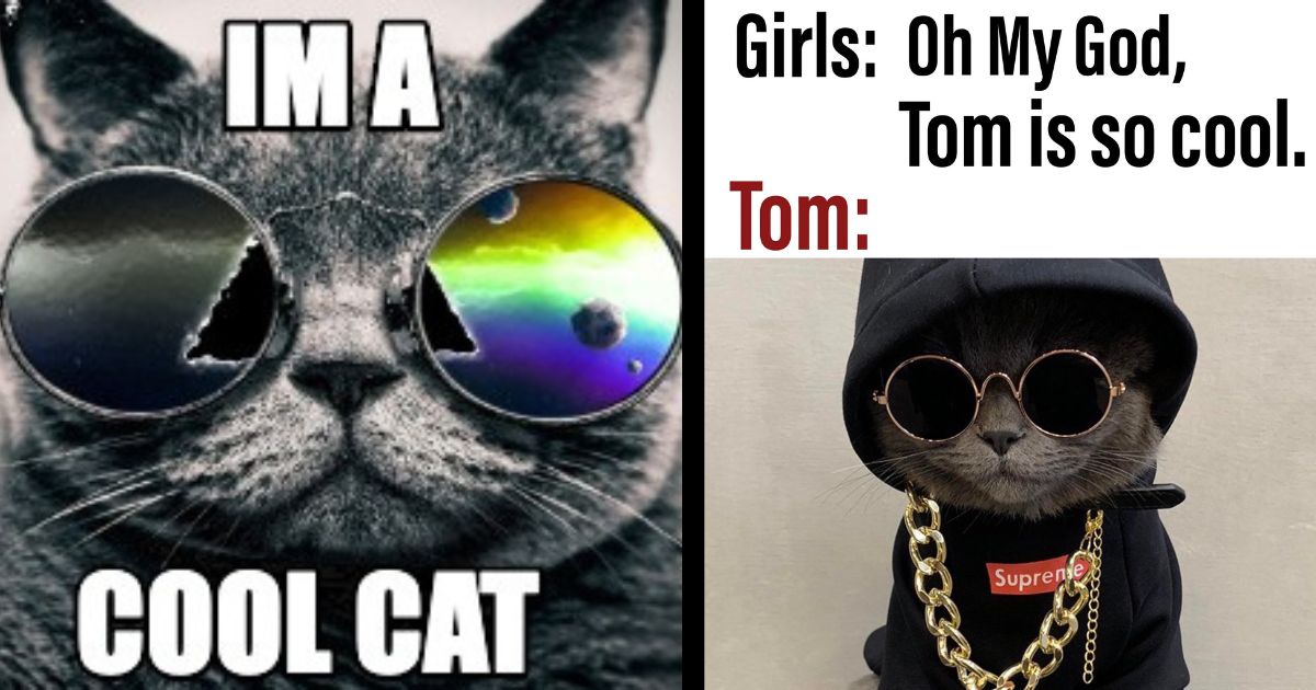 Cool Cat Meme Cat Memes: The Viral Phenomenon