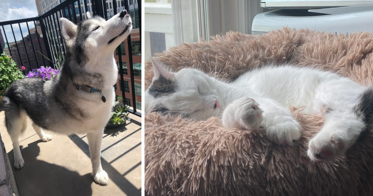 Animal Comedy - tripod - Animal Comedy - Animal Comedy, funny animals ...