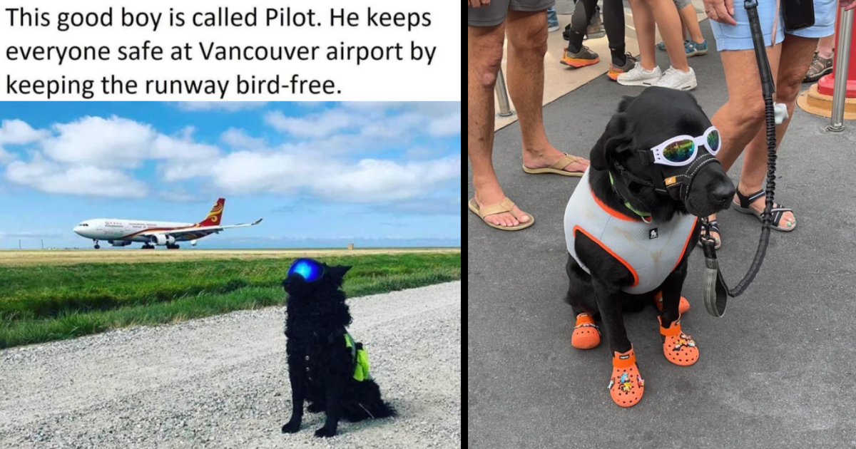 Oggles Of Doggles: 30 Dapper Doggos In Goggles For A Mood-Boost Of ...