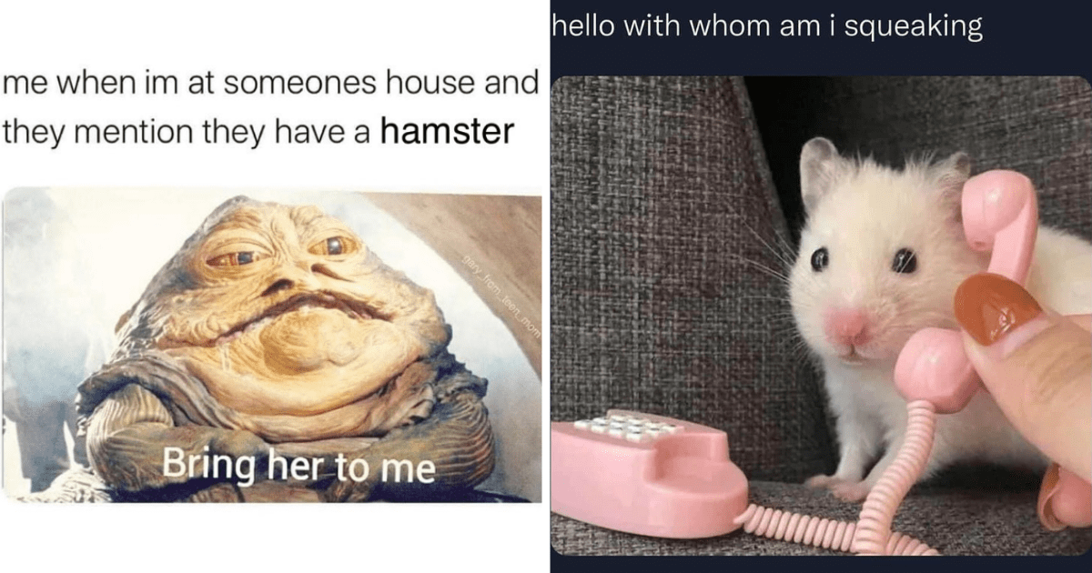 16 Unemployed And Lazy Hamsters Paying Their Rent With Hilarious Memes
