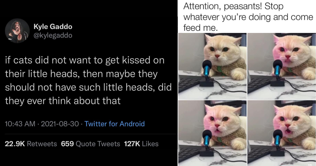 Stop It You Cat Meme