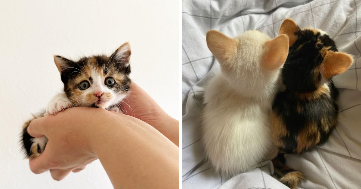 Invitation To The Teeny Weeny Kittens Party - 18 Pawdorable Kittens ...