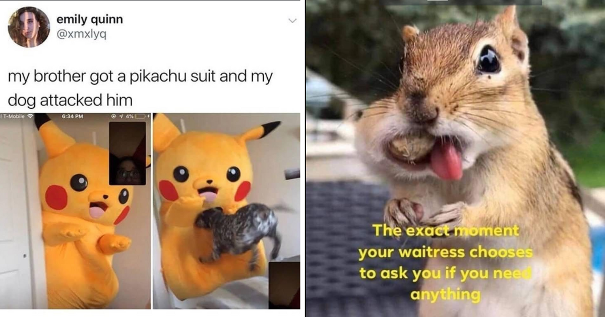 20 Hilarious Saturday Animal Memes Scavenged From The Wild West ...