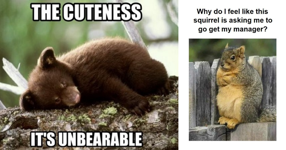 Critter Comedy: 18 Memes That Prove Animals are More Human than Some ...