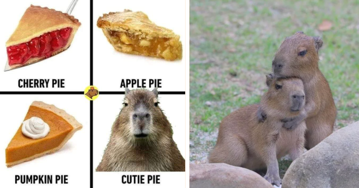 Cute And Comedic Coconut Doggos: 17 Awwdorable And Silly Pics And Memes Of Cuddly Capybaras ...