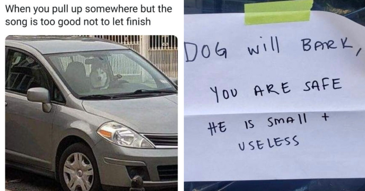 Sunday Funday Treats - 21 Hilariously Relatable Dog Memes For Canine ...