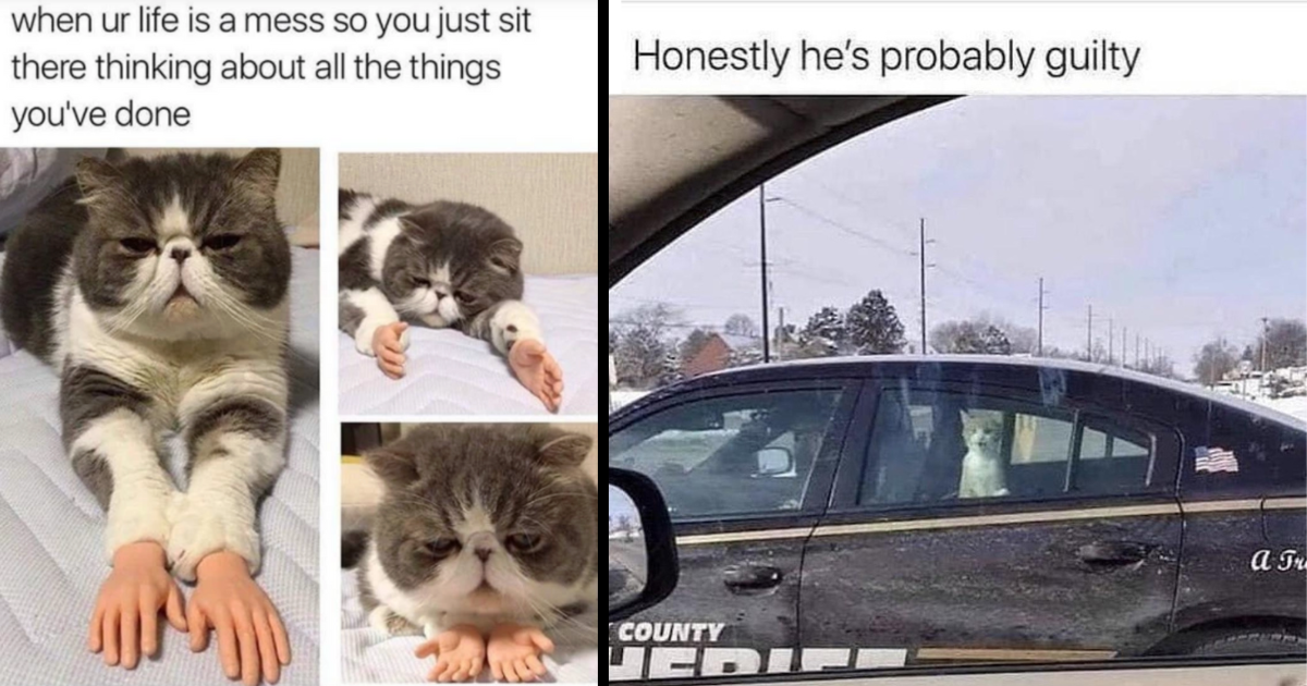 30+ Purrfect Cat Memes For All The Grumpy Cats On Monday Morning - I ...