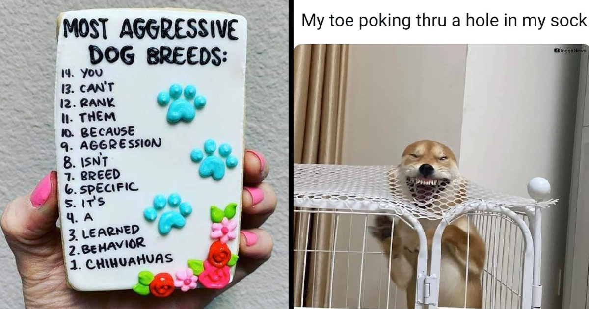 Doggie Dump of Dopamine To Ride Until The End Of The Work Week (July 11 ...