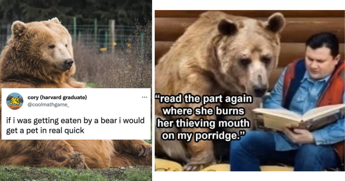 Beary Pawsome Bears - 21 Hilarious Meme Collection Of Our Favorite ...