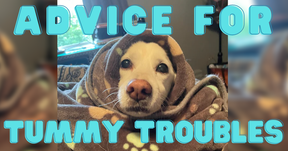 Wholesome Wisdom For Feeding Finicky Doggos With Tummy Troubles (20 ...