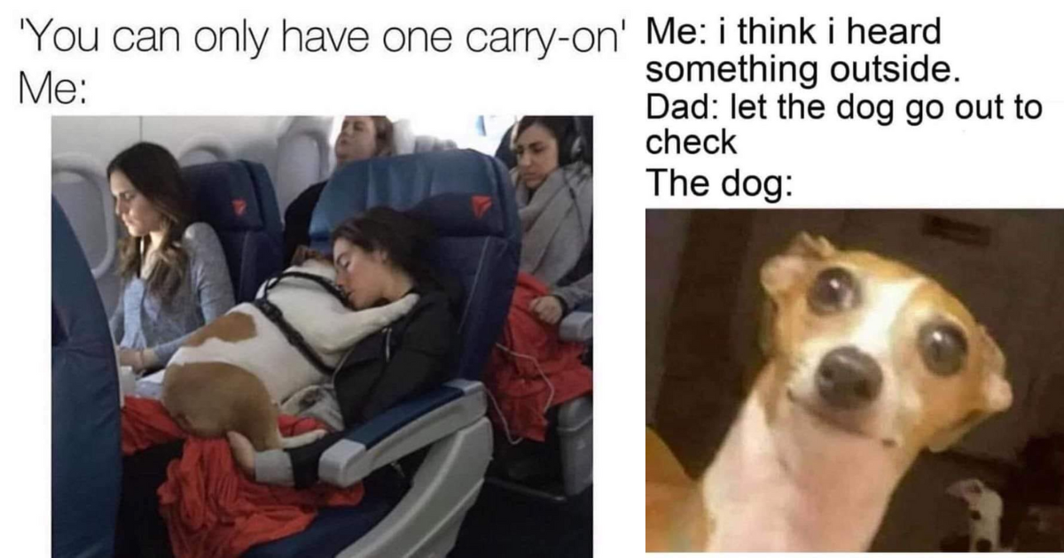 Paws for a Break: 21 Barkingly Funny Memes About Dogs - Animal Comedy ...