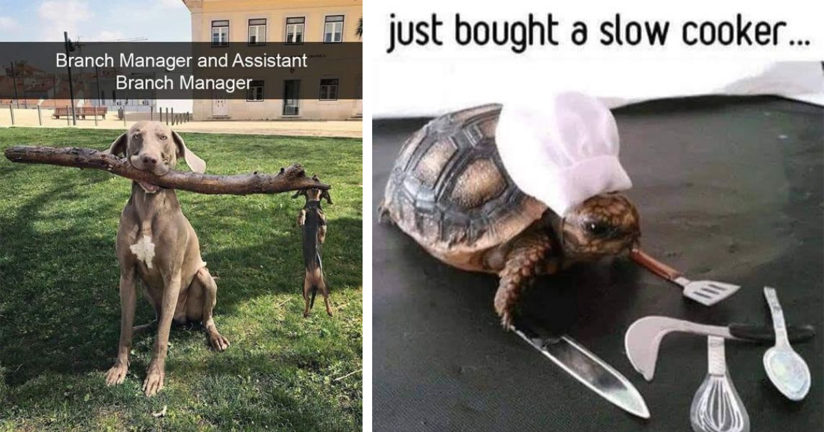 Roaring with Laughter: A Gaggle of Memes for Every Creature Lover ...