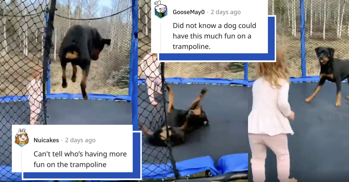 Derpy Doggo Tram-paw-line Time: Playful Pup and Tiny Toddler's Backyard ...
