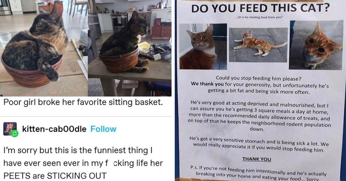 20 Sunday Morning Cat Memes To Wake Up With A Smile And A Laugh - I Can ...