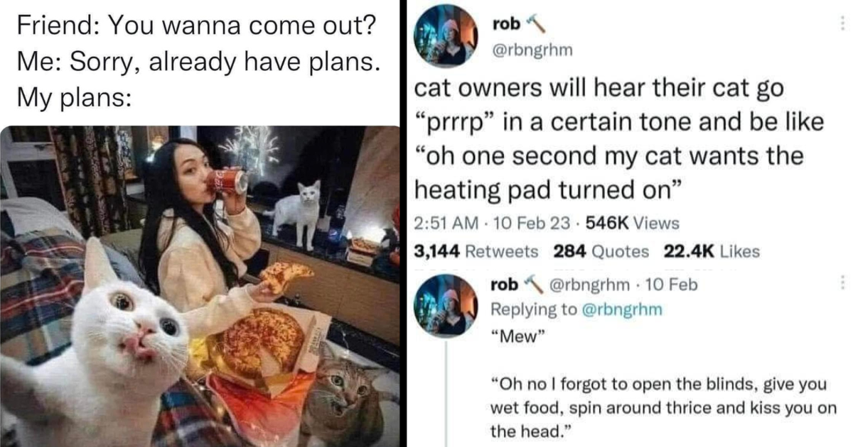 30+ Pawsitively Nom-a-licious Cat Memes For Anyone Who Has A Purrfect ...