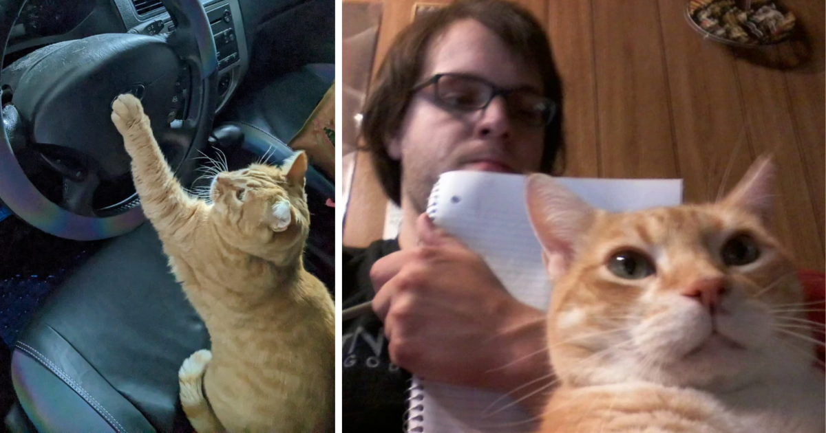 Empty-Headed Hooligans: 25 Clementine-Colored Cats Doing Their Best ...