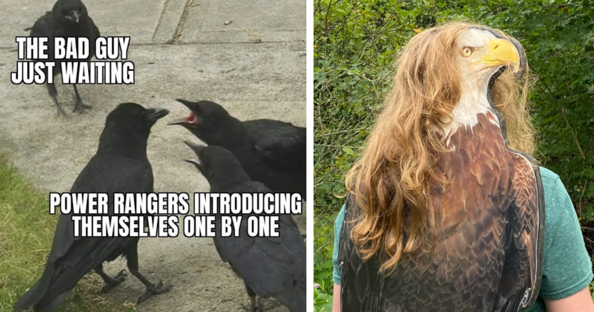 Amusing Avian Antics: 17 Birbtastic Pics And Memes Worthy Of The ...