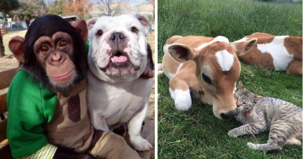 Amazingly Awesome Animal Allies: 17 Pawdorable And Silly Pics Of Cute ...